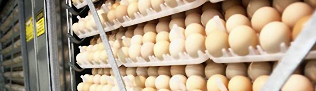 Hatchery : Hawley Associates - specialist poultry processing consultants